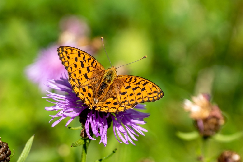 High Brown Fritillary from Scheuring on August 10, 2023 at 06:11 PM by ...