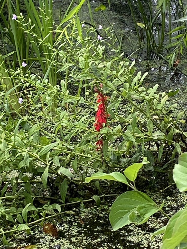 cardinal flower from Arlington Reservoir, Lexington, MA, US on August ...