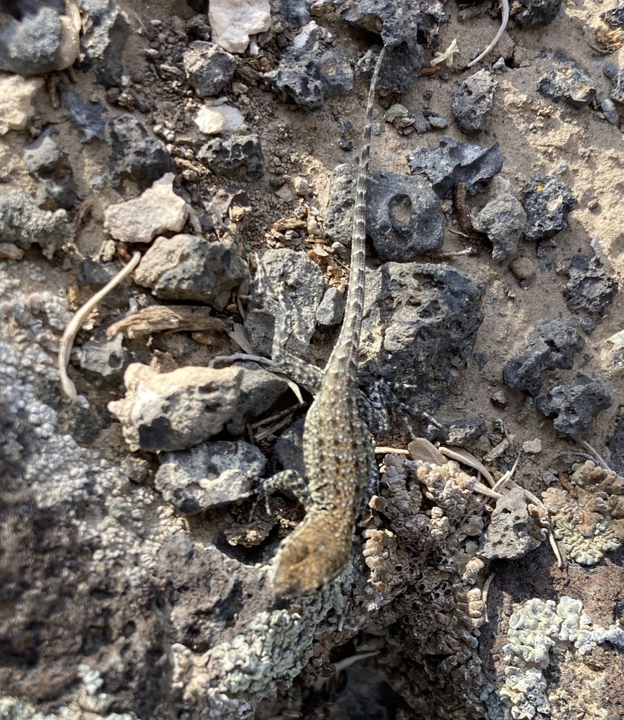 Common Side-blotched Lizard in August 2023 by Charlie Justus. Hatching ...