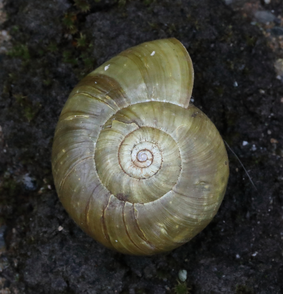 Robust Lancetooth Snail from Thunderbird Creek Garibaldi Highlands BC ...