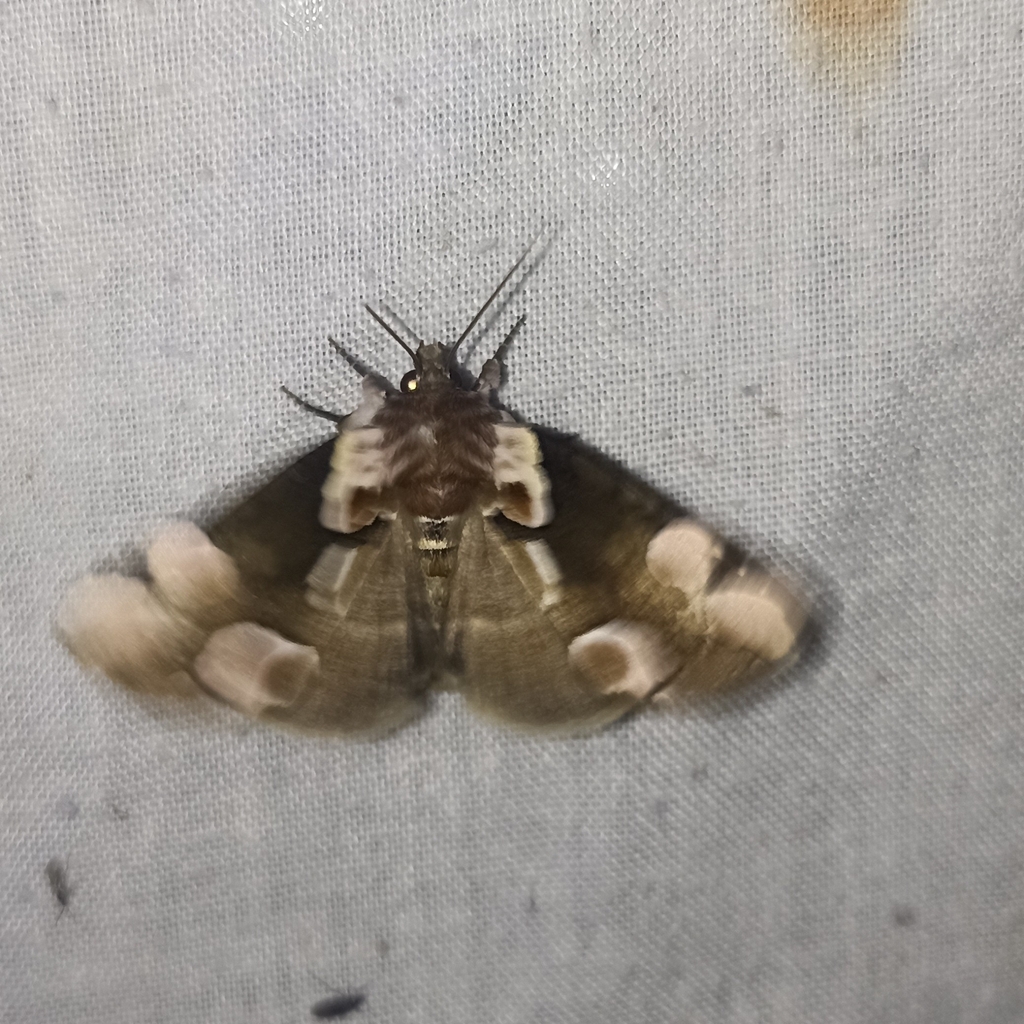 Peach Blossom Moth from 36HM+FJX, Munsyari, Uttarakhand 262554, India ...