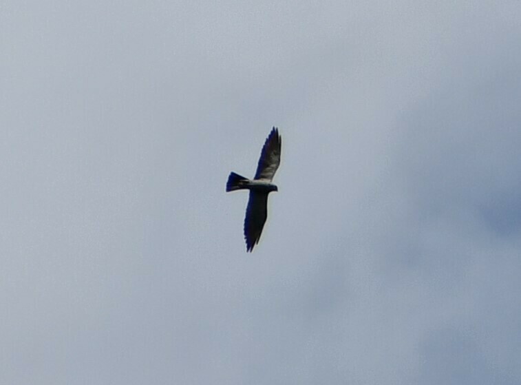 Mississippi Kite from Lexington, SC, USA on August 10, 2023 at 12:31 PM ...
