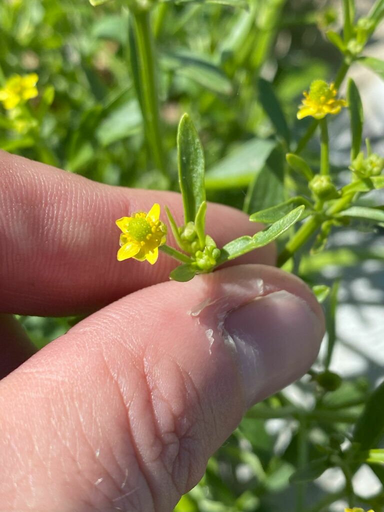 cursed crowfoot from San Jacinto Wildlife Area, Expansion 27, Riverside ...