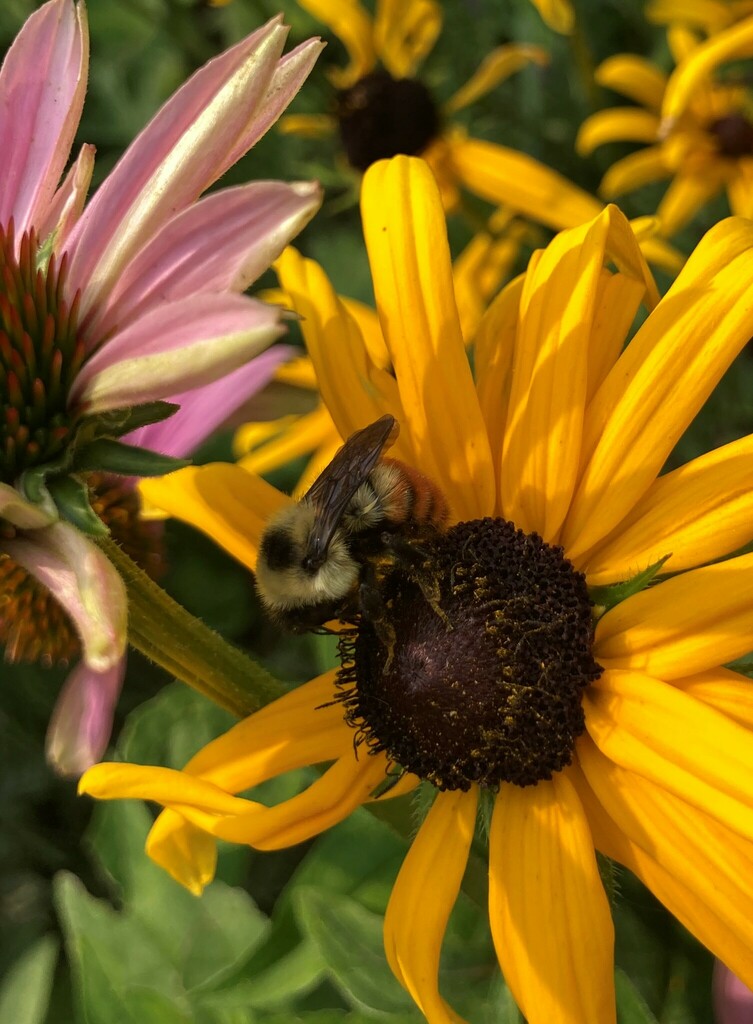 Red-belted Bumble Bee from Douglasdale, Calgary, AB T2Z, Canada on ...