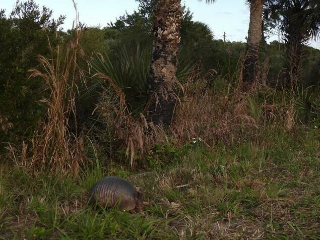 Nine-banded Armadillo from Bear Island, South Carolina 29446 on July 12 ...