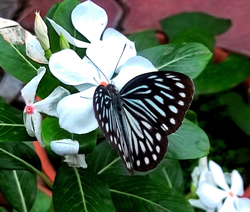 Indian Wanderer from APC College, West Bengal 700158, India on August ...