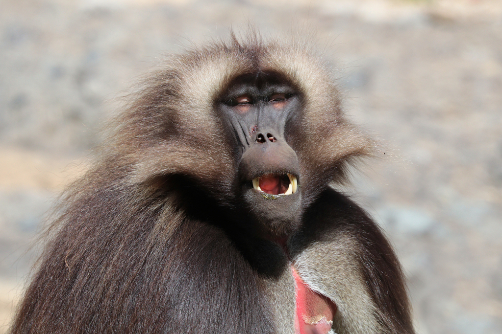 Baboons, Macaques, and Mangabeys (Papionini) - Know Your Mammals