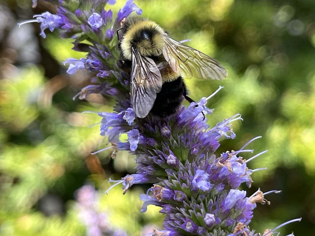 Rusty-patched Bumble Bee in August 2023 by JoeGee. This is the second ...