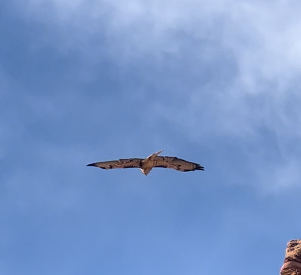 Red-tailed Hawk from Zion National Park, Springdale, UT, US on August ...