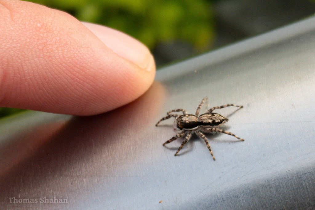 Gray Wall Jumping Spider from LA ESPERANZA, Pereira, Risaralda ...