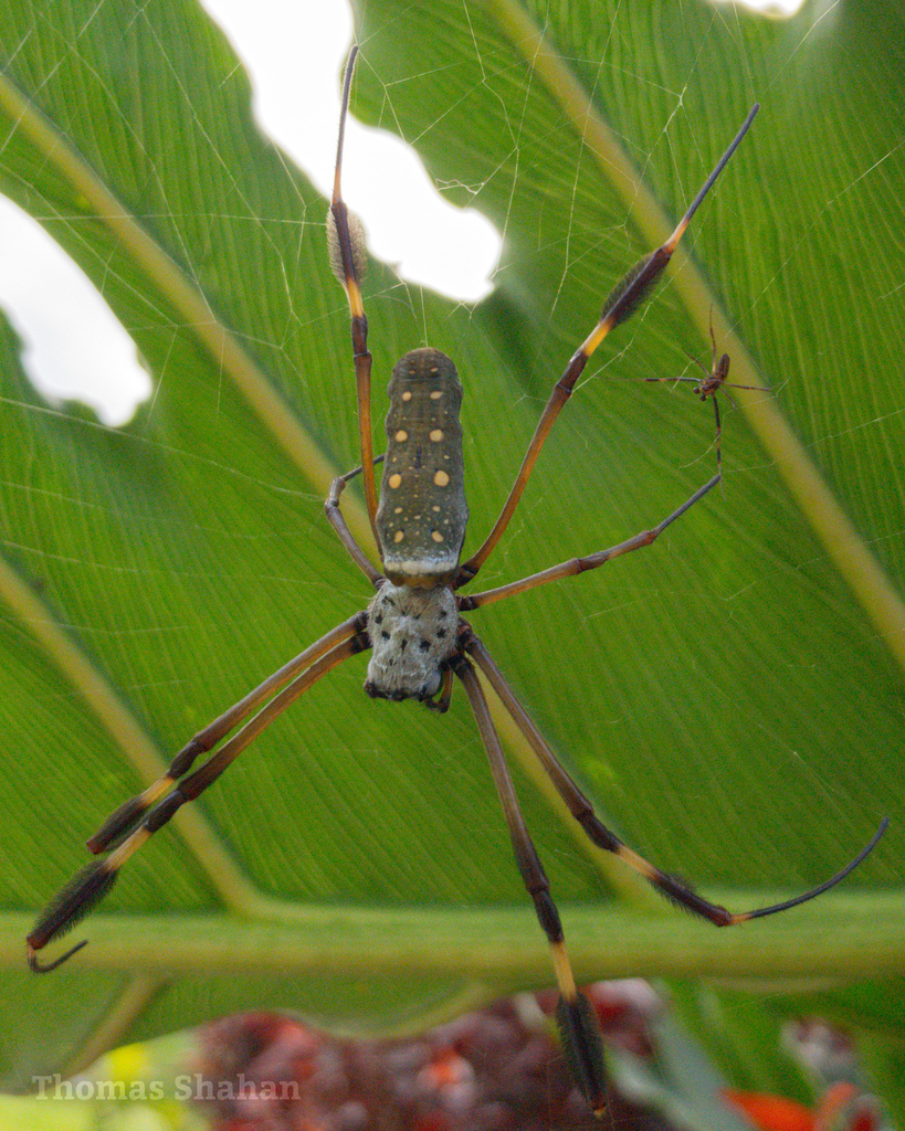 Golden Silk Spider from LA ESPERANZA, Pereira, Risaralda, Colombia on ...