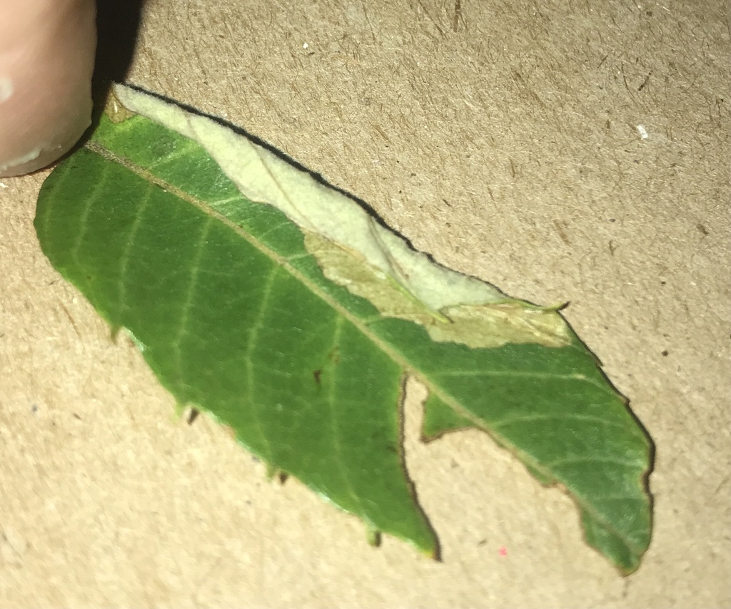 Leaf Blotch Miner Moths in August 2023 by privatenoaccess. On Castanea ...