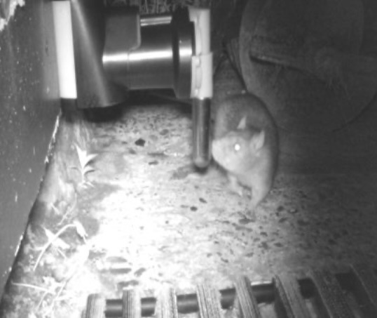 Old World Rats from Colonsay, Isle Of Colonsay, Scotland, GB on August ...