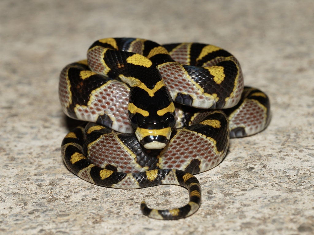 Mandarin Ratsnake from 黔东南 on July 22, 2023 at 12:21 AM by Zitao Xu ...