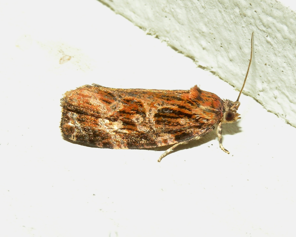 Macrame Moth from Long Island, Southold, NY, US on July 8, 2012 at 11: ...