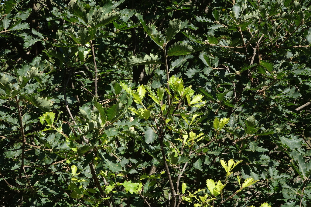 Persian oak from Russia, Republic of Dagestan, Tsunta District, road ...