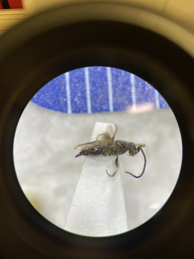 Megaspilidae from CR-359, Wooster, OH, US on June 29, 2023 at 12:02 PM ...