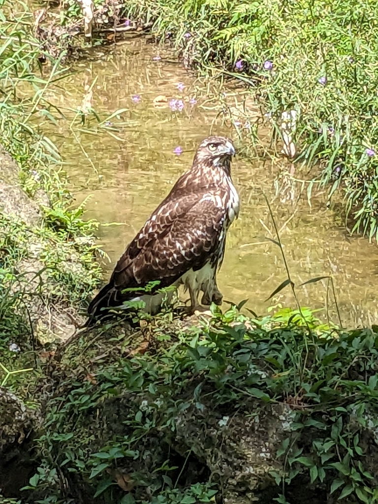 Red-tailed Hawk from Gainesville, FL 32603, USA on August 10, 2023 at ...