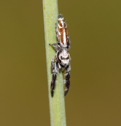 Creeping Jumping Spider (Thyene concinna) · iNaturalist