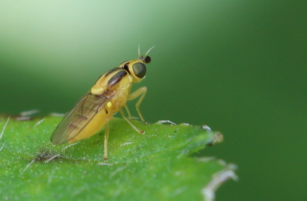 Grass Flies from Greene, Ohio, United States on August 10, 2023 at 11: ...