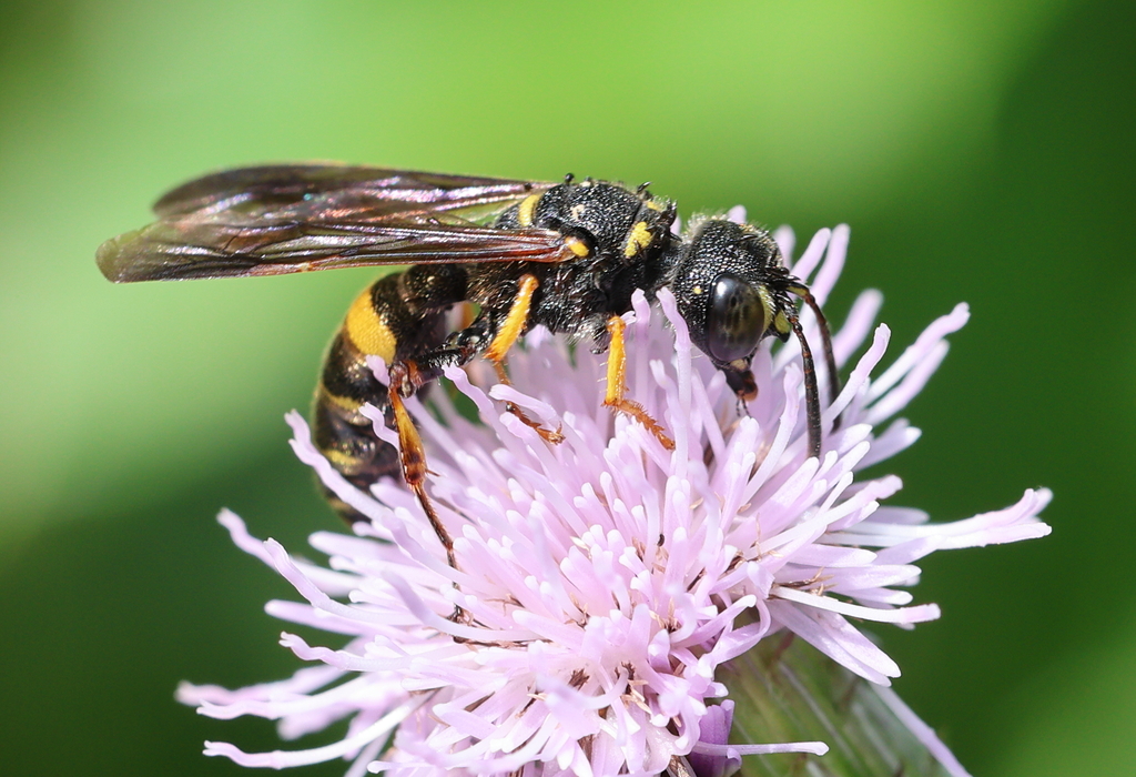 Typical Weevil Wasps and Allies from Greene County, OH, USA on August ...