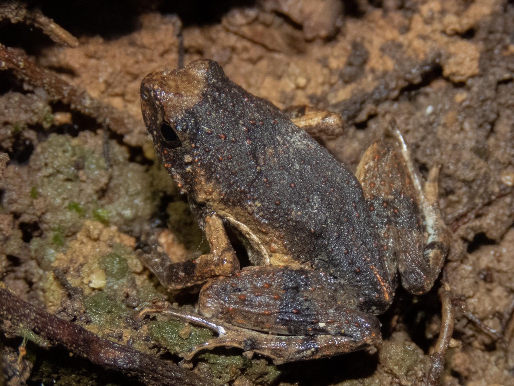 Rana enana de Peters (DESCUBRIENDO EL MUNDO ANIMAL: Vertebrados ...