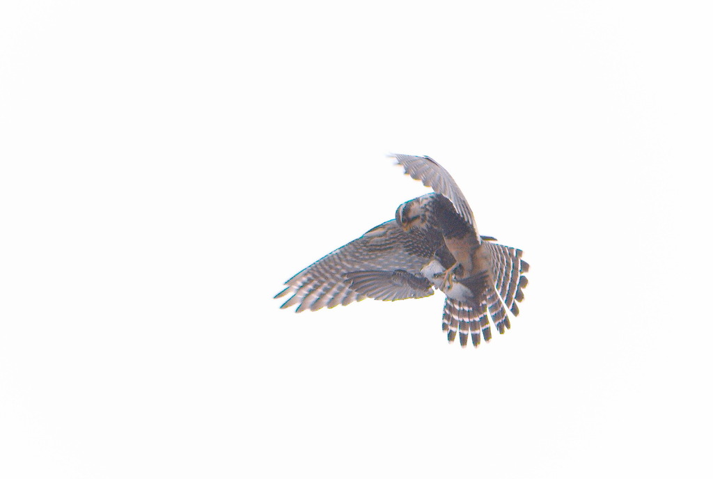 Aplomado Falcon from Roque Sáenz Peña, Rosario, Santa Fe Province ...