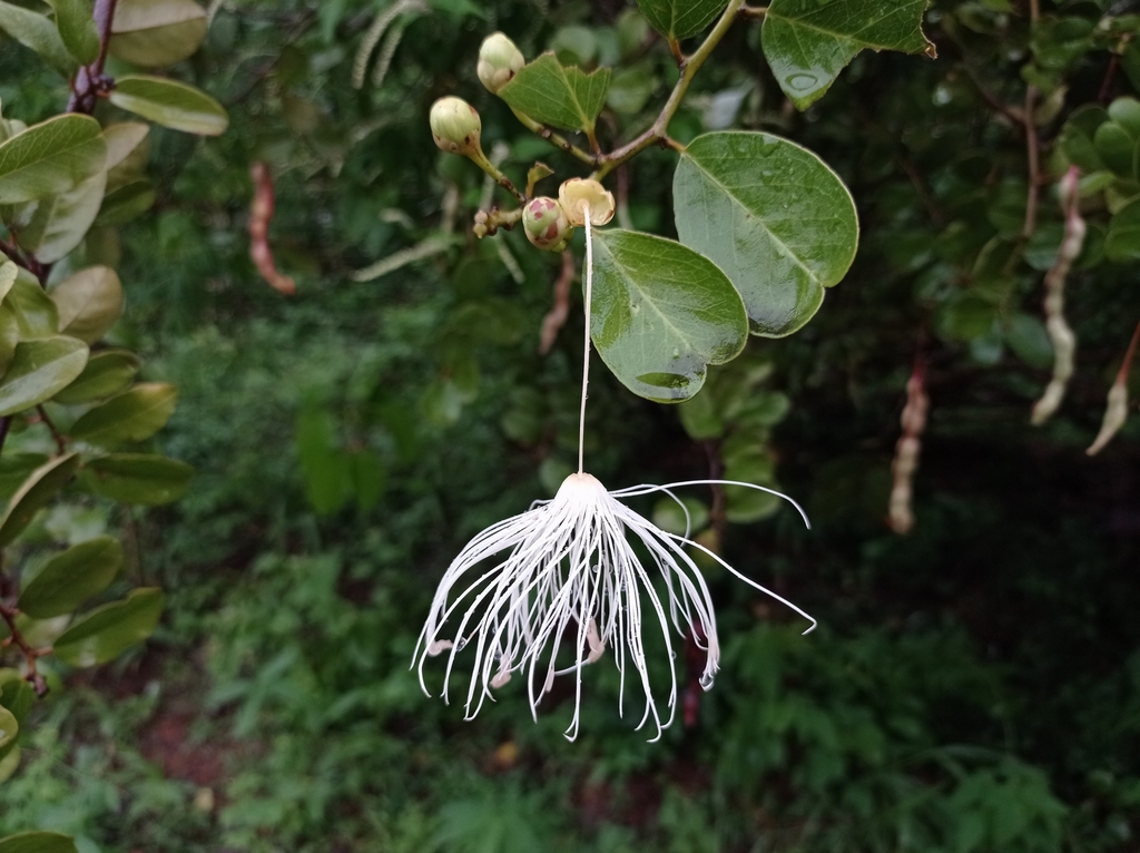 bay-leaved caper from 82275 Sin., México on August 9, 2023 at 09:49 AM ...