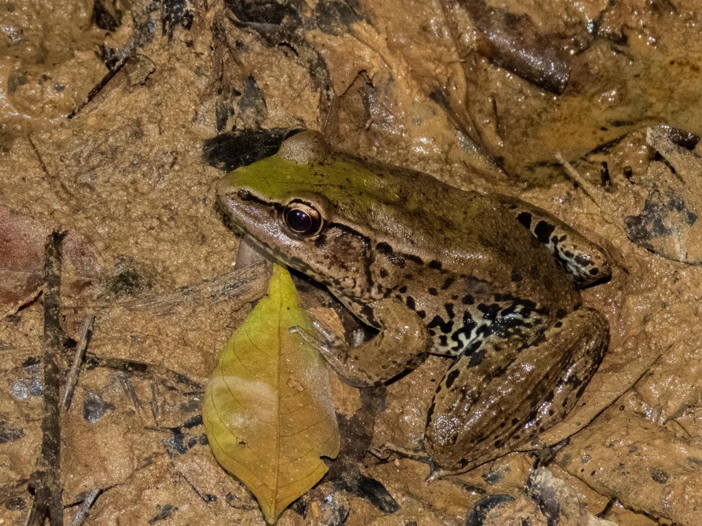 Rana Verde Verdadera (DESCUBRIENDO EL MUNDO ANIMAL: Vertebrados ...
