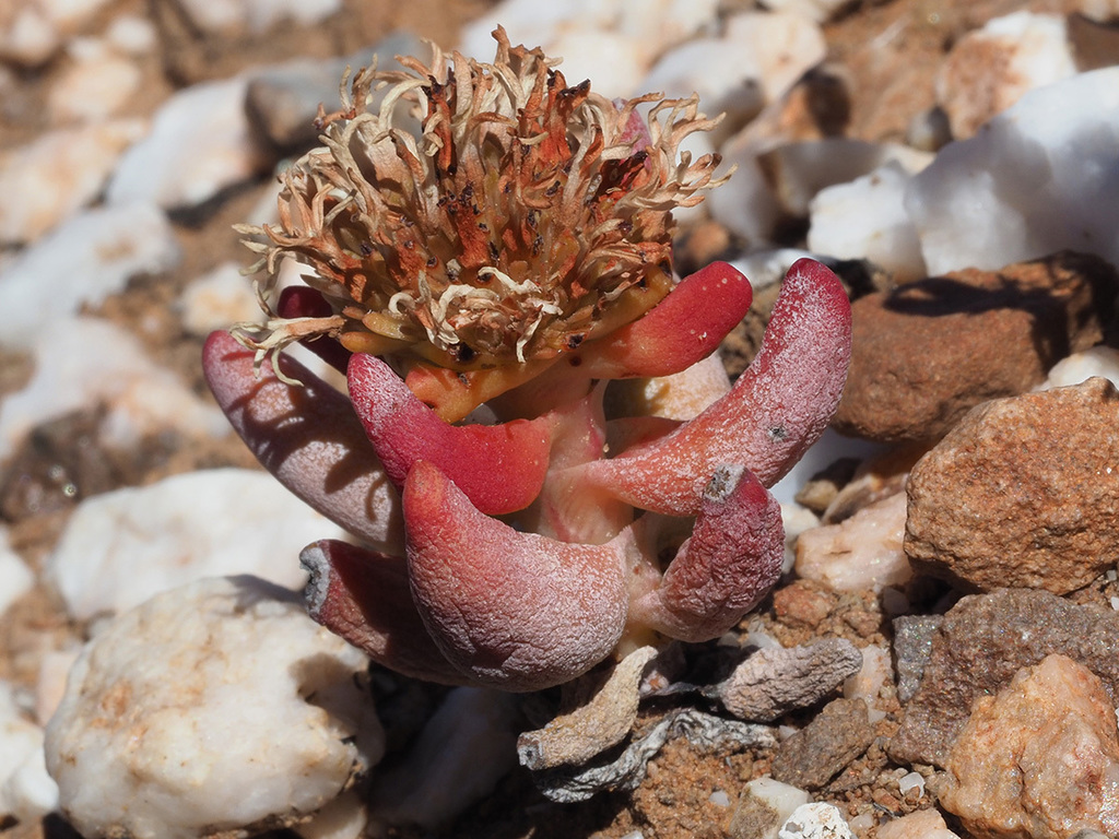 Crassula congesta congesta from Anysberg Nature Reserve, Klein Karoo ...