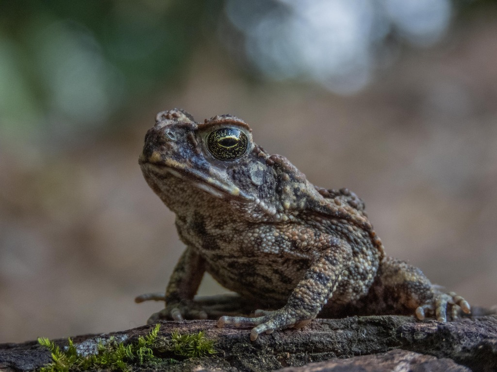 Sapo gigante (DESCUBRIENDO EL MUNDO ANIMAL: Vertebrados terrestres de ...