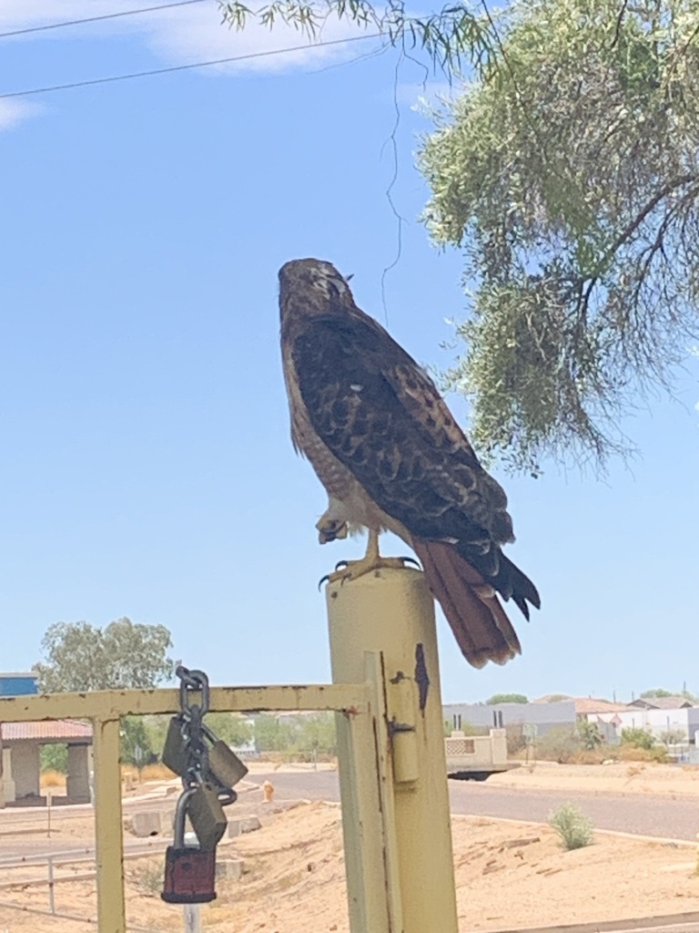 Red-tailed Hawk from E Beautiful Ln, Phoenix, AZ, US on August 10, 2023 ...