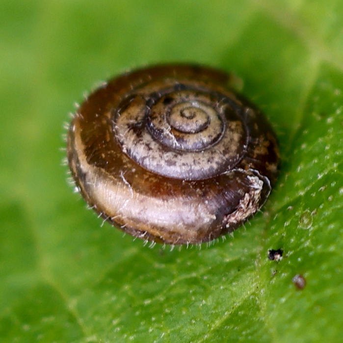 Hairy Snail from Shepard Settlement, Onondaga County, NY, USA on August ...