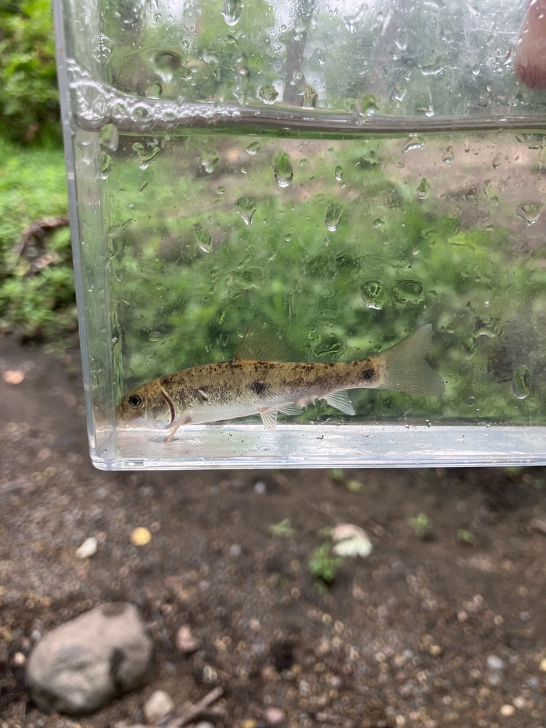 White Sucker from Minnehaha Creek Park, Minneapolis, MN, US on August ...