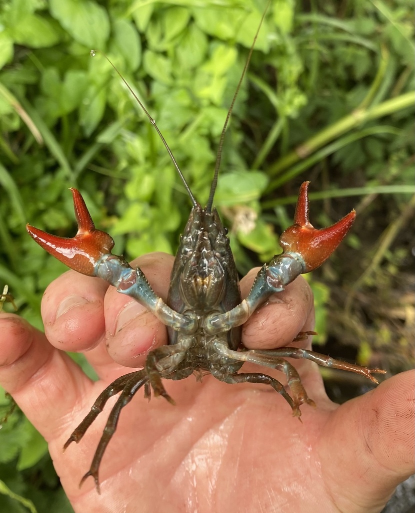 Signal Crayfish from North Wessex Downs AONB, Reading, England, GB on ...
