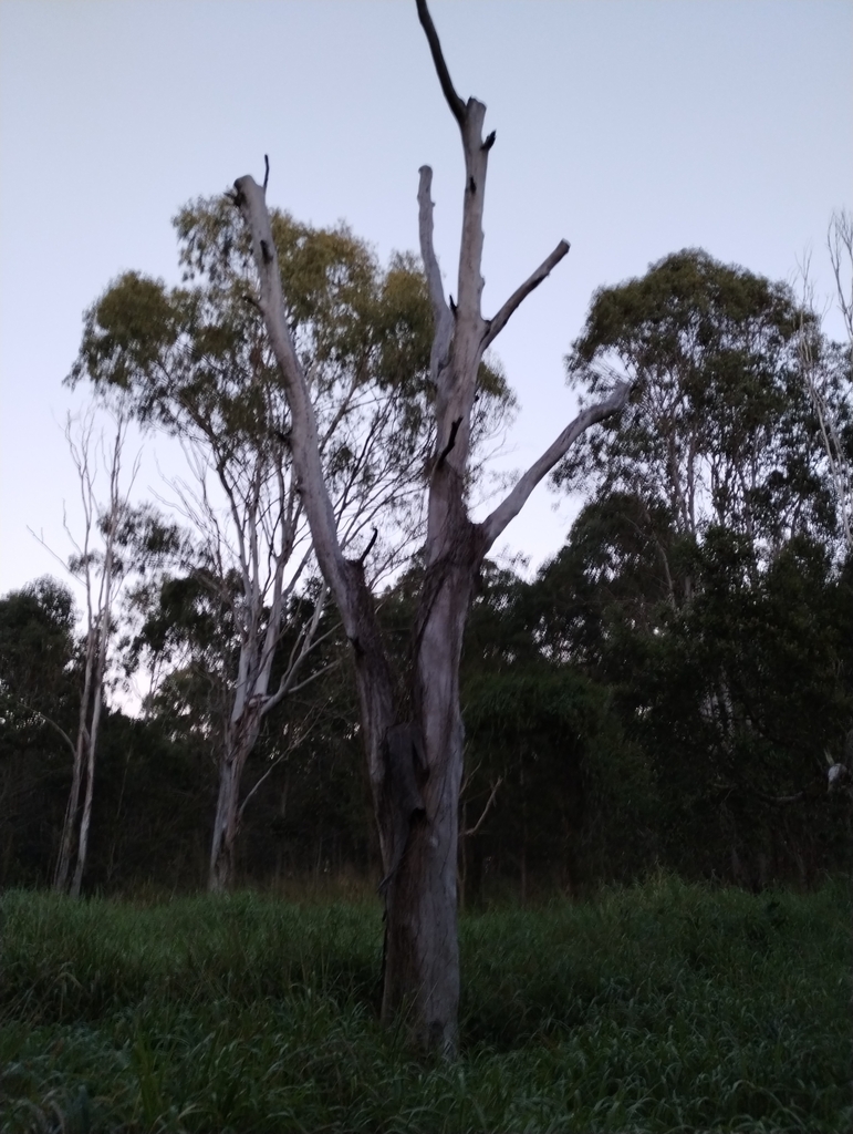 vascular plants from Lota QLD 4179, Australia on August 11, 2023 at 06: ...