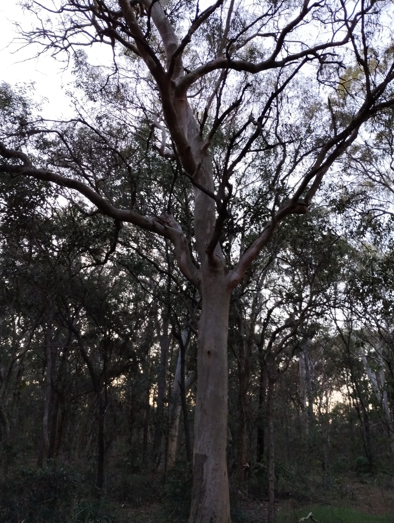 vascular plants from Lota QLD 4179, Australia on August 11, 2023 at 06: ...