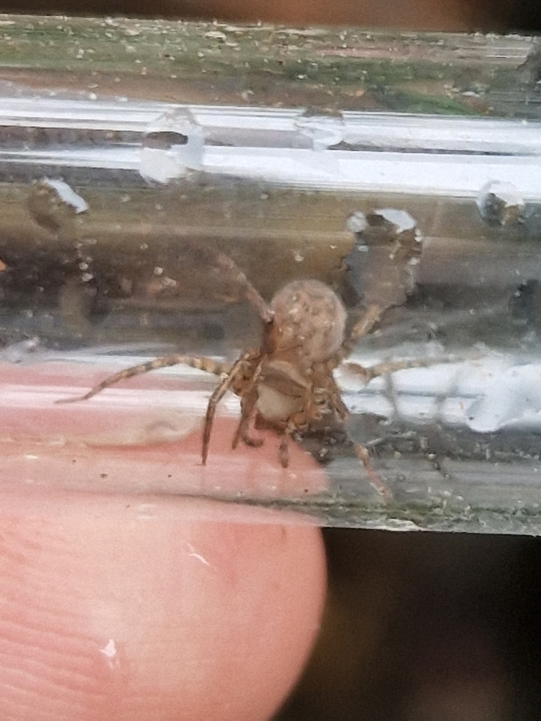 House Funnel-web Spiders from Battersea Park, London SW11 8AE, UK on ...