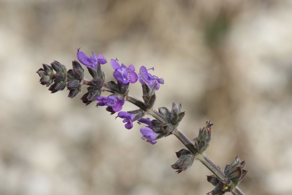 wild clary from Peyia, Cyprus on March 3, 2020 at 12:36 PM by John P ...