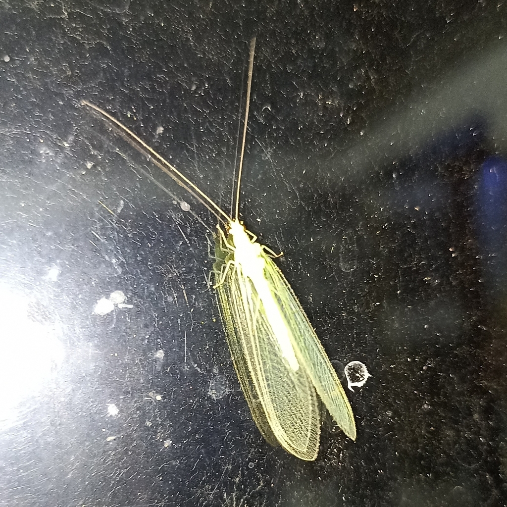 Antlions, Lacewings, and Allies from 36HM+FJX, Munsyari, Uttarakhand ...
