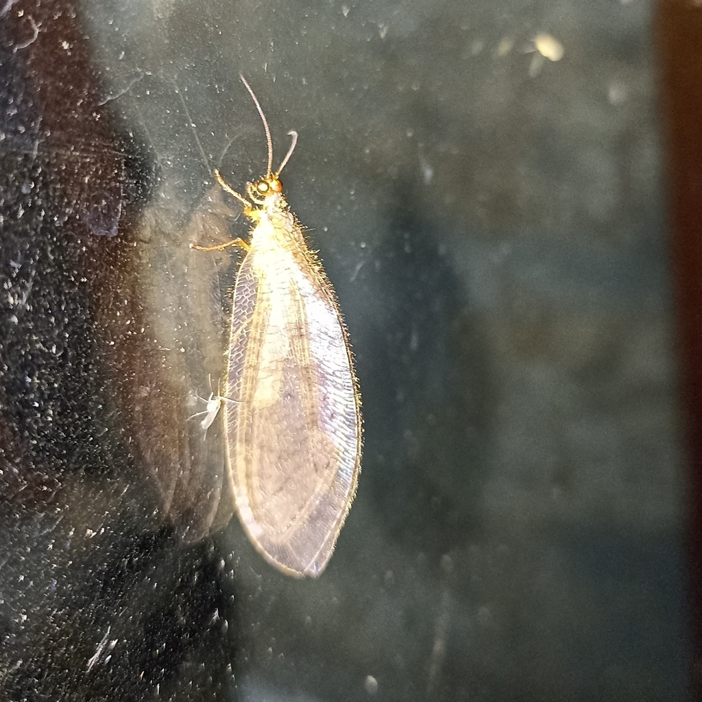 Antlions, Lacewings, and Allies from 36HM+FJX, Munsyari, Uttarakhand ...