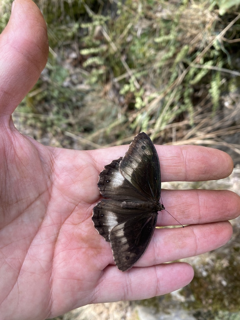 Rock Grayling from C-147, Alt Àneu, Lleida, ES on August 10, 2023 at 10 ...
