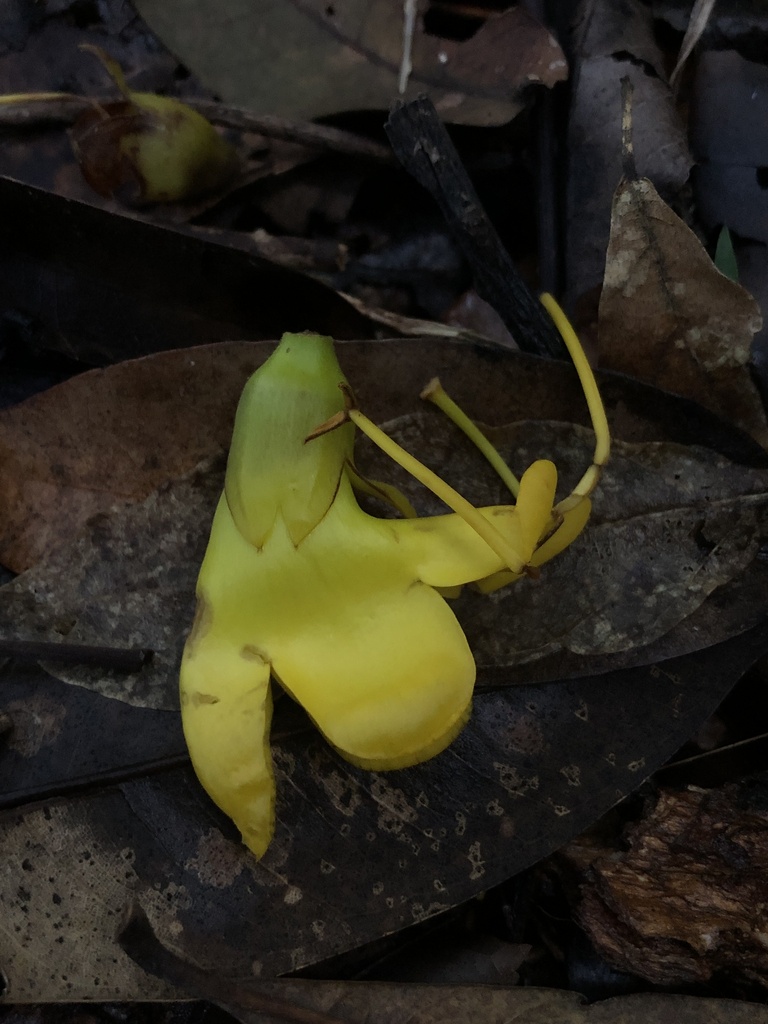Golden bouquet from Daintree National Park, Cape Tribulation, QLD, AU ...