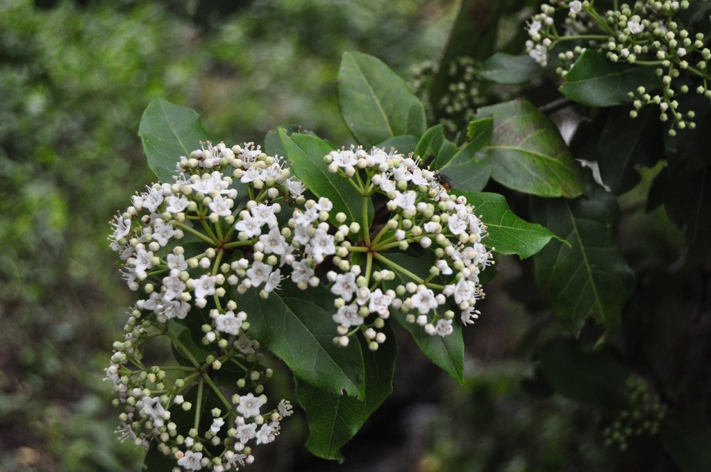 Laurustinus viburnum (Viburnum tinus) - Botanical Realm