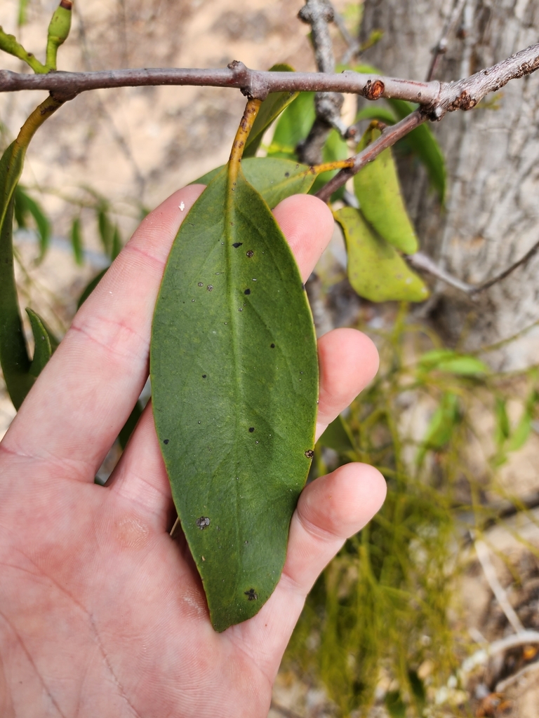 orange mistletoe from Horseshoe Bay QLD 4819, Australia on August 10 ...
