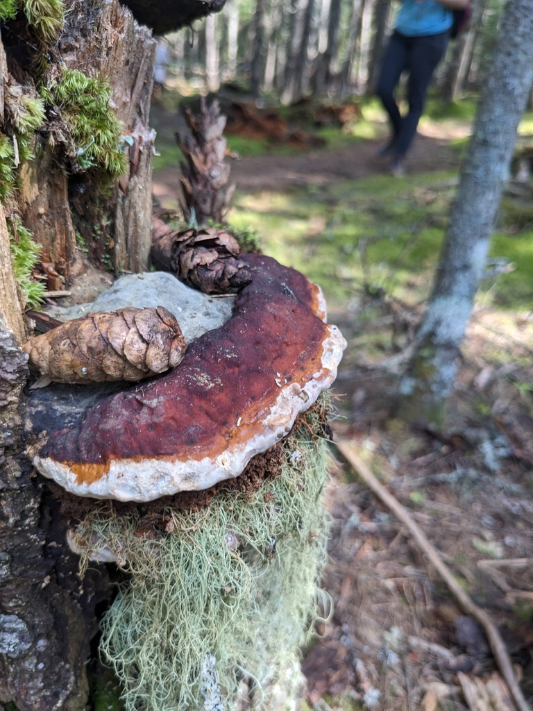 Red-banded Conks from Bremen, ME 04551, USA on August 10, 2023 at 02:35 ...