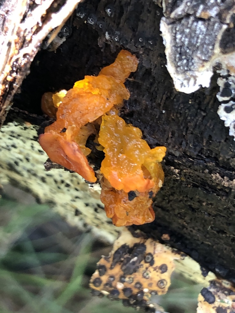 witch's butter from Apache-Sitgreaves National Forests, Nutrioso, AZ ...