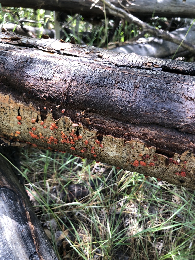 Red Tree Brain Fungus from Apache-Sitgreaves National Forests, Nutrioso ...