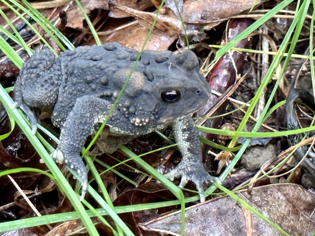 American Toad from Ithaca, NY, US on August 10, 2023 at 11:57 AM by ...