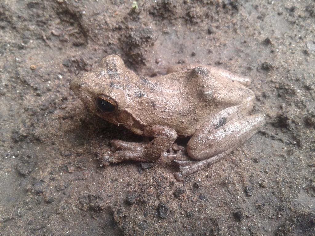 Grey Foam-nest Tree Frog from Mecula, Mozambique on February 02, 2019 at 08:57 AM by Tomas ...